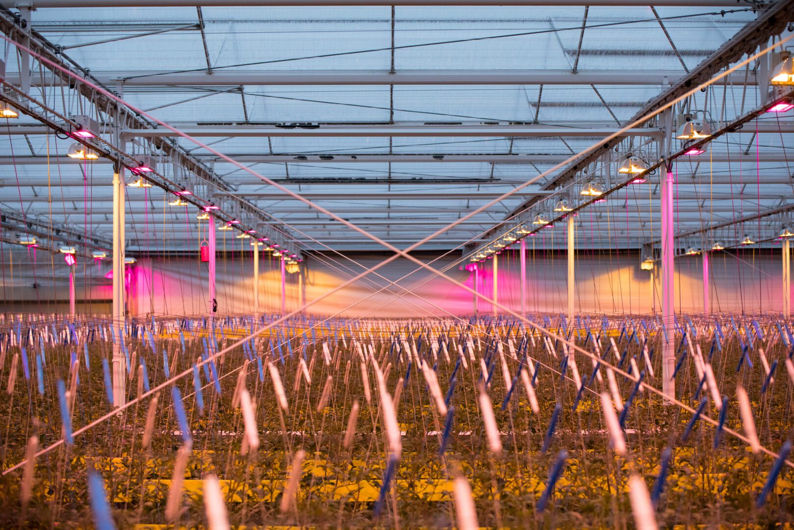 Grow Lights - Prins USA