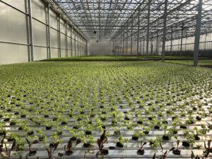 Solutions - Prins USA